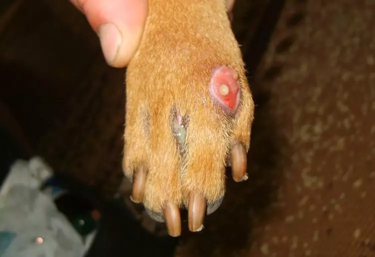 狗爪子上的膿腫