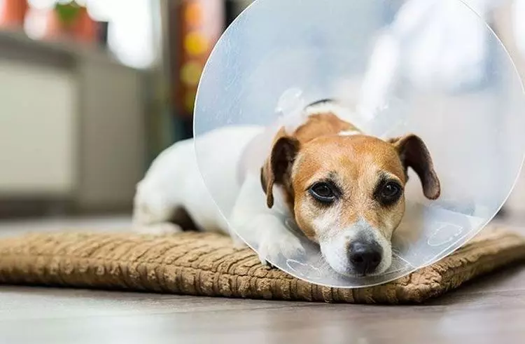 Hond in een beschermende halsband