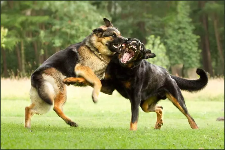 A kutyák harcolnak