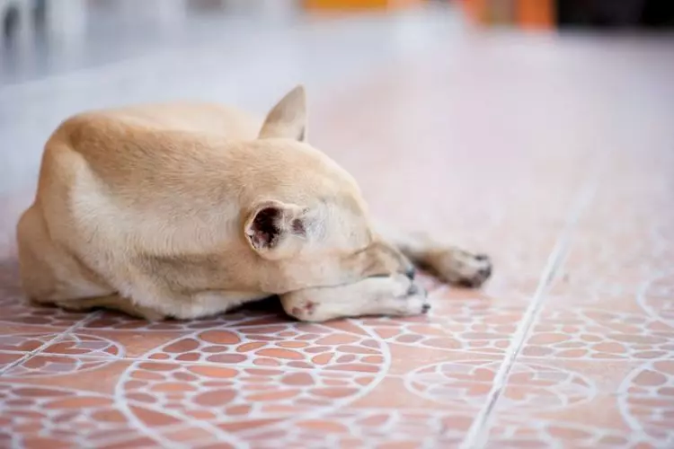 Golpes en las patas traseras de un perro: la razón y qué hacer, tratamiento