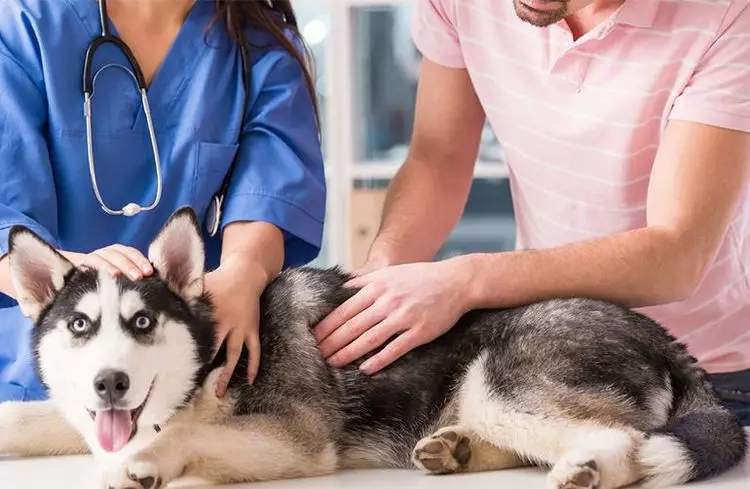 Husky en la clínica veterinaria