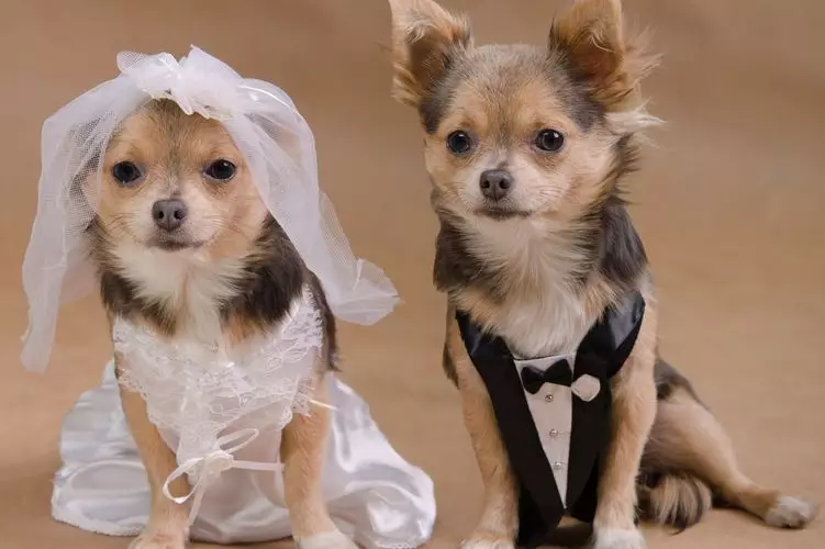 Cachorros em roupas de casamento