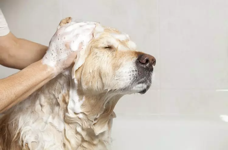 Dando banho em um labrador