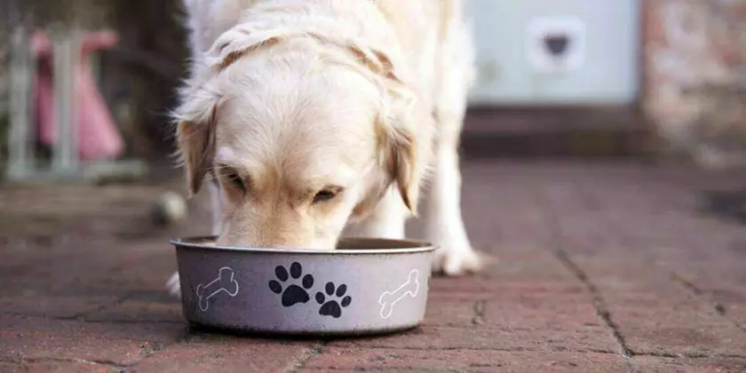 Cachorro comendo comida enlatada