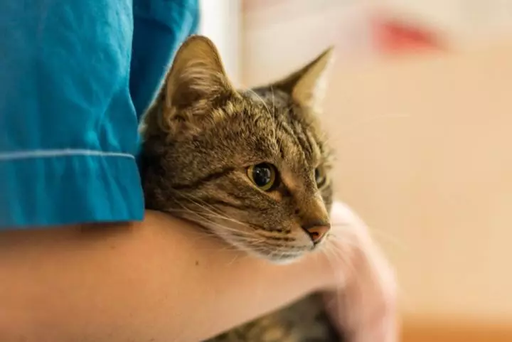 Gato no veterinário