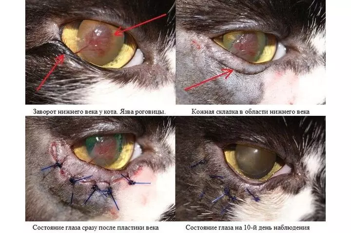 Cirurgia para virar a pálpebra de um gato