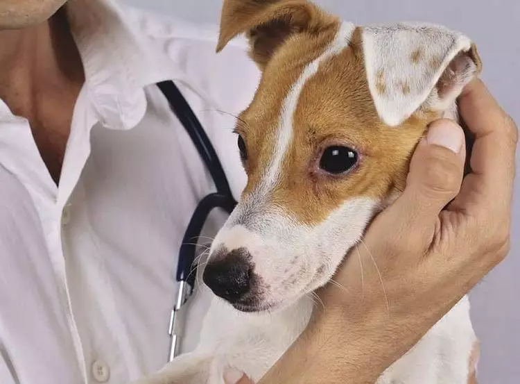 Svamp hos en hund: symptom och behandling