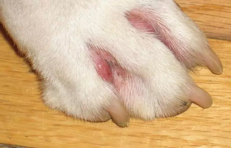 Histiocytoma pada anjing di kaki