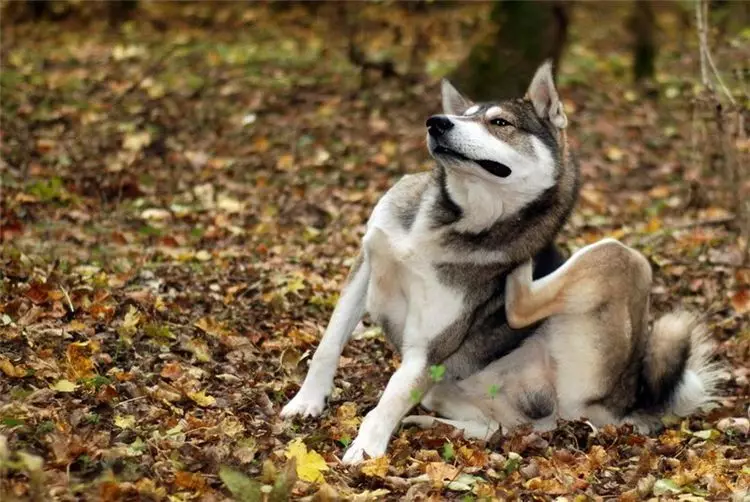 Sarna en perros