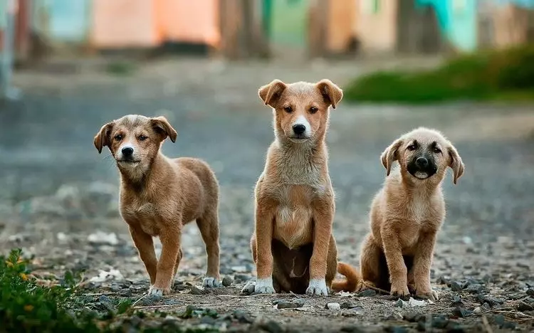 Câini de stradă
