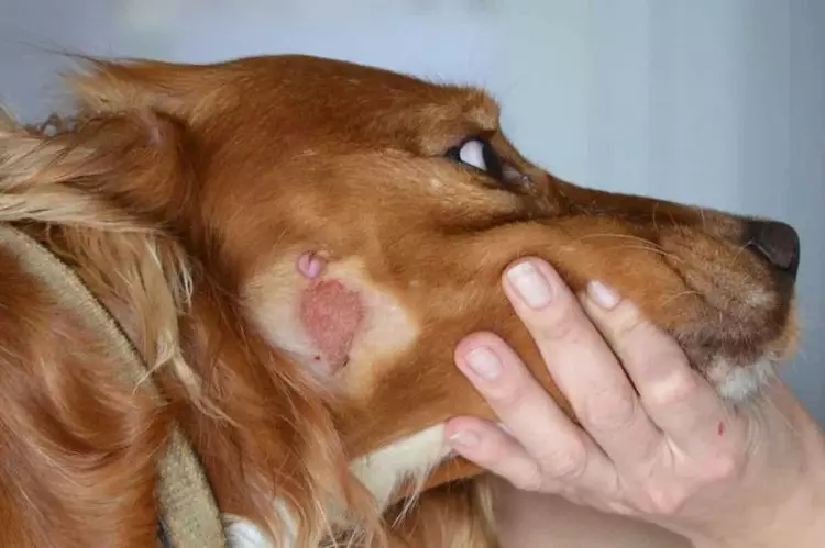 Lichen plângător pe fața câinelui