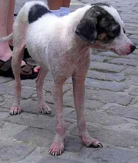 Eczema en un perro