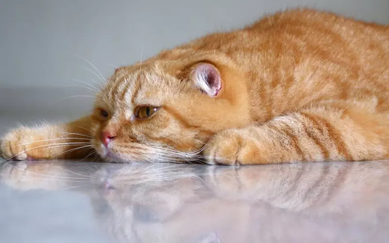 Comment se manifeste la stomatite chez les chats et les chats ?