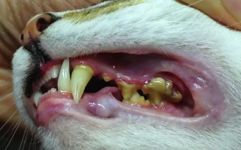 Cao răng ở mèo