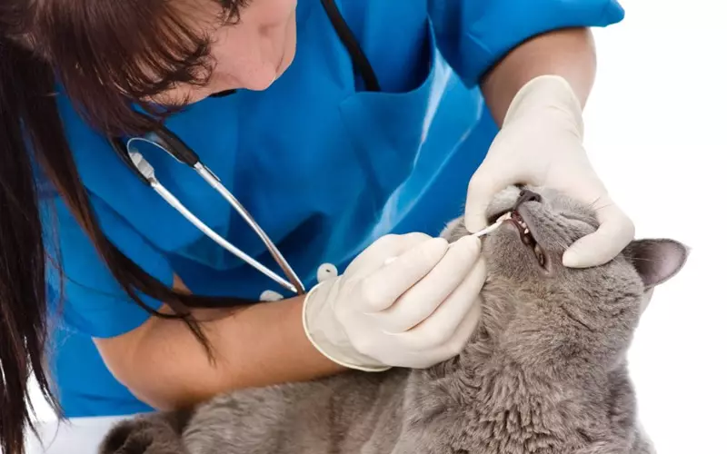 Behandeling van stomatitis by katte