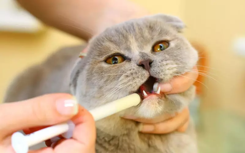 给患有口腔炎的猫喂食