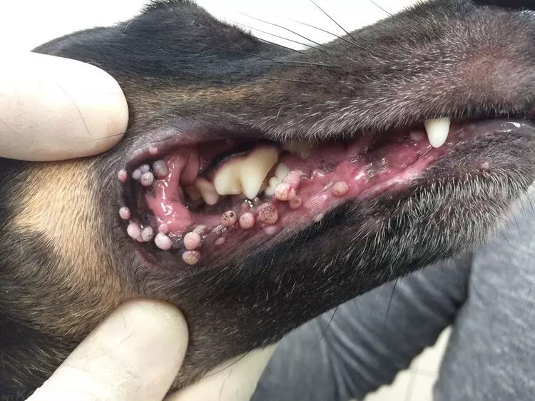 Вирусна папиломатоза при кучета: симптоми и лечение | причини как да се лекува