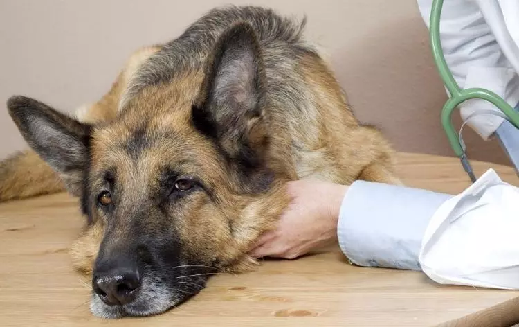 Dog at the vet