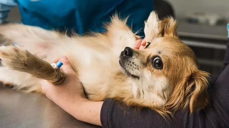 Bloedarmoede bij honden