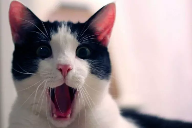 घरी मांजरीला एनीमा कसा द्यावा कसे ठेवावे, व्हिडिओ