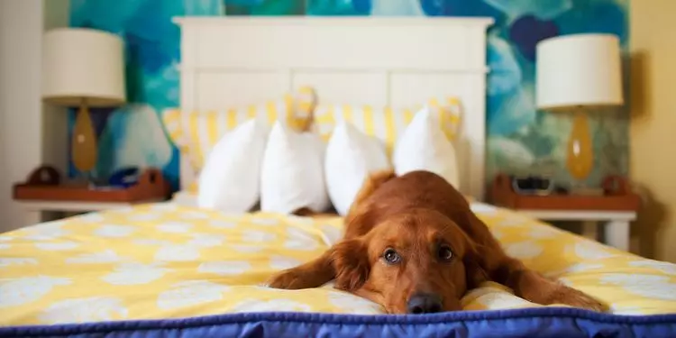 The dog lies on the bed