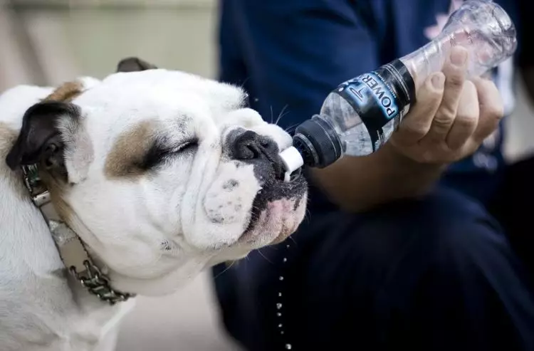 Al perro se le da agua para beber.