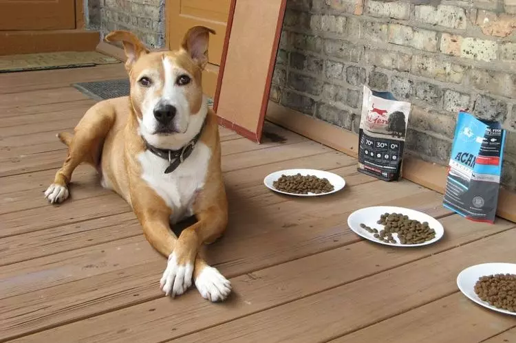 The dog does not eat dry food