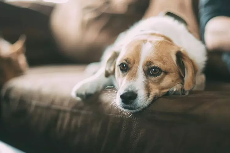 The dog lies on the couch