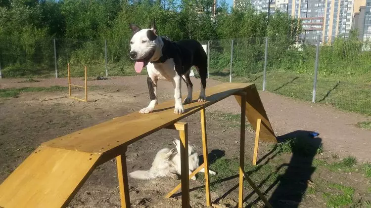 Der Hund geht auf dem Spielplatz spazieren