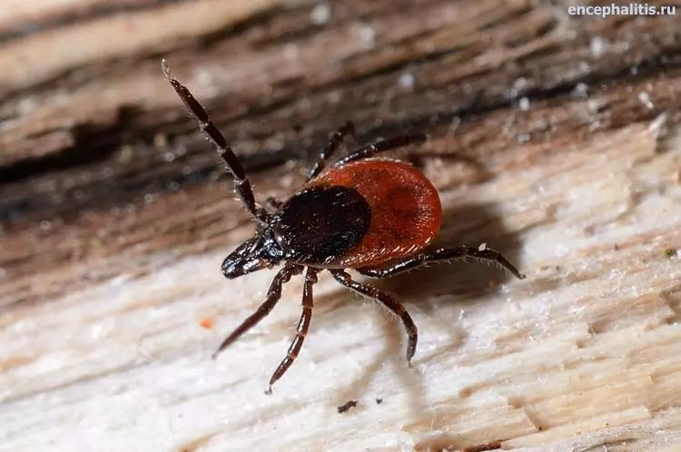 נקבה קרצית Ixodes Ricinus