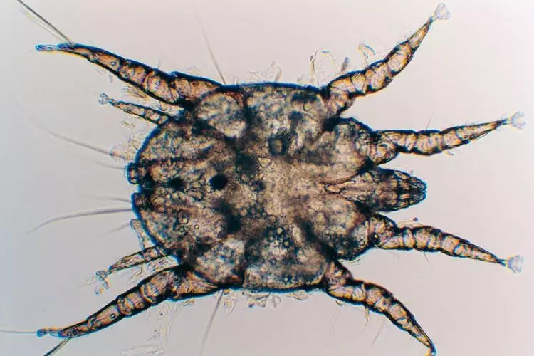 Acarien Otodectes cynotis