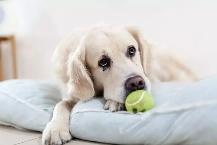 Köpek oynamak istemiyor