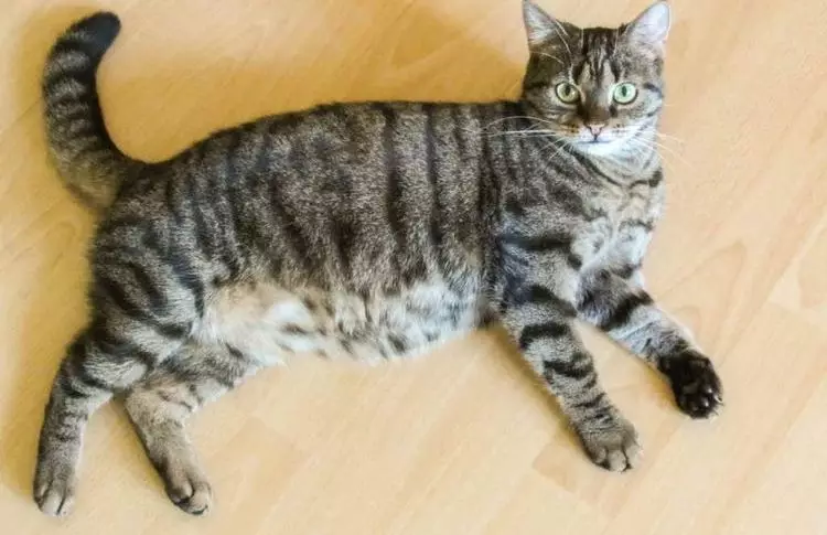 Tight belly in a cat