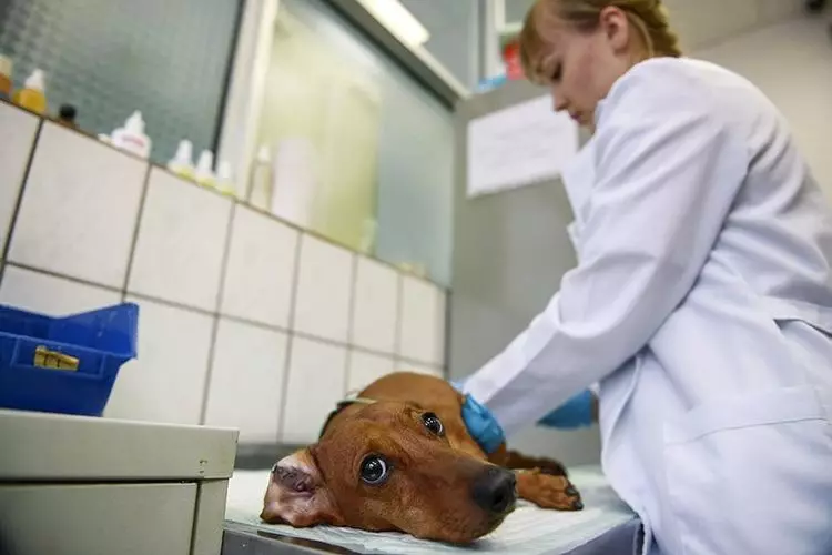 Pemeriksaan dokter hewan