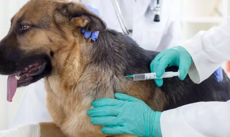 Injekcija psa