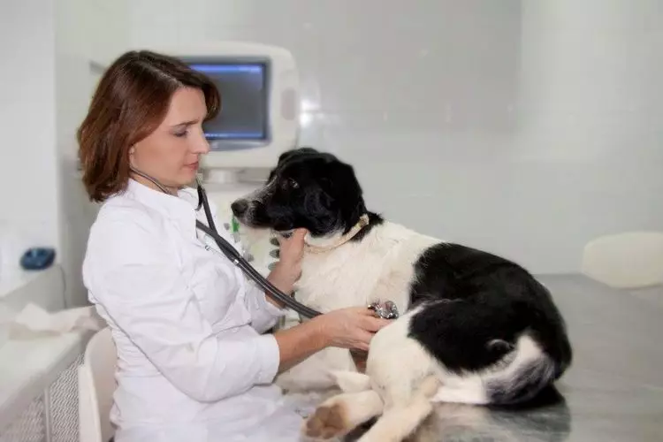 पशु चिकित्सक पर कुत्ता