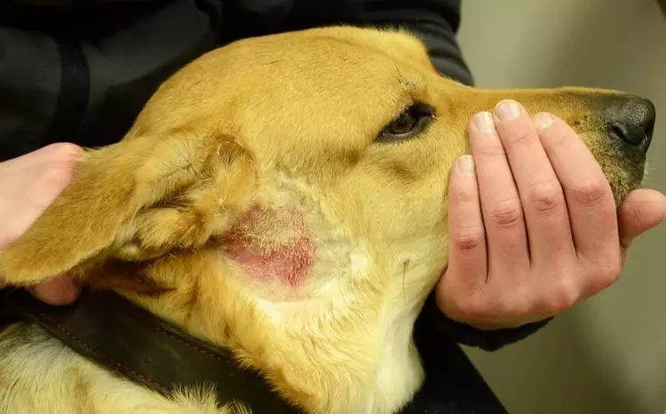 Dermatitis en un perro