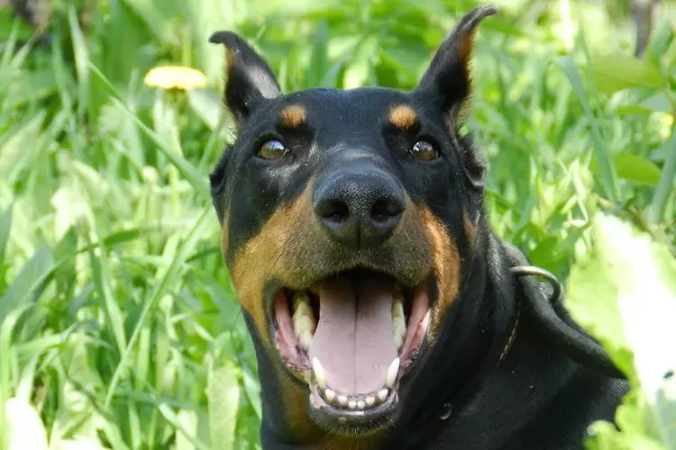 Doberman