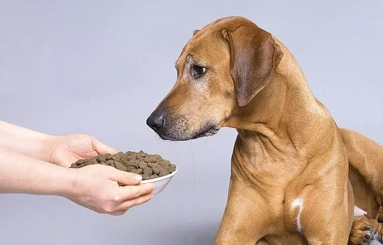 犬とドライフード