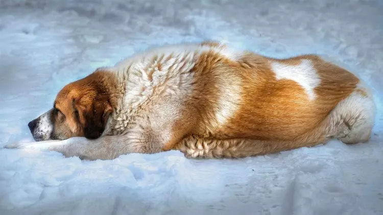 犬は雪の中に横たわっています