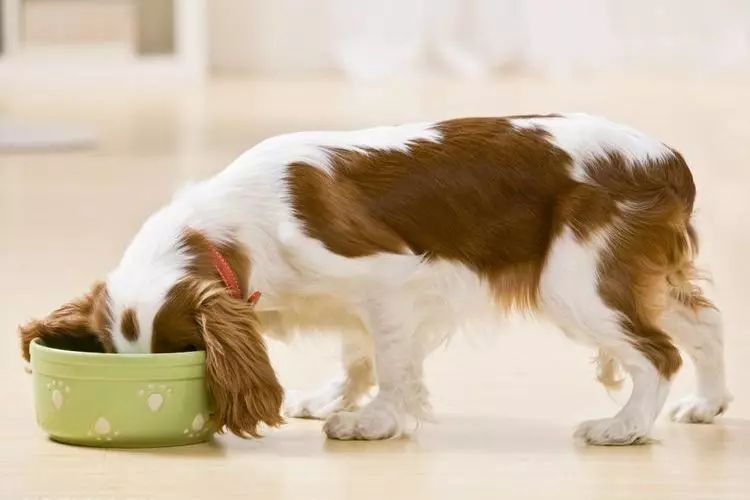 Cane che mangia cibo