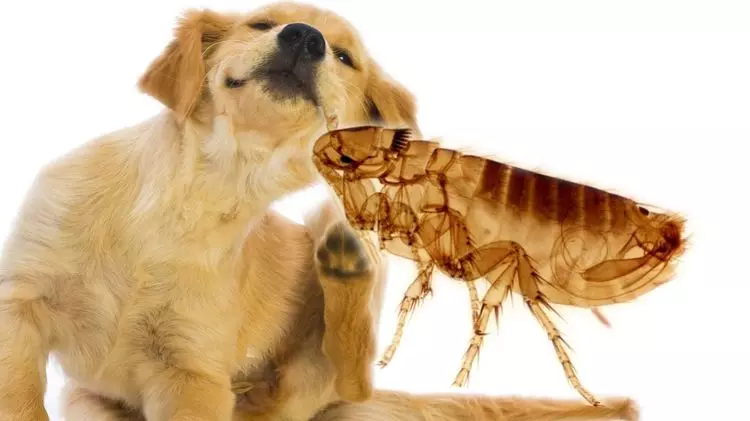 Fleas in dogs