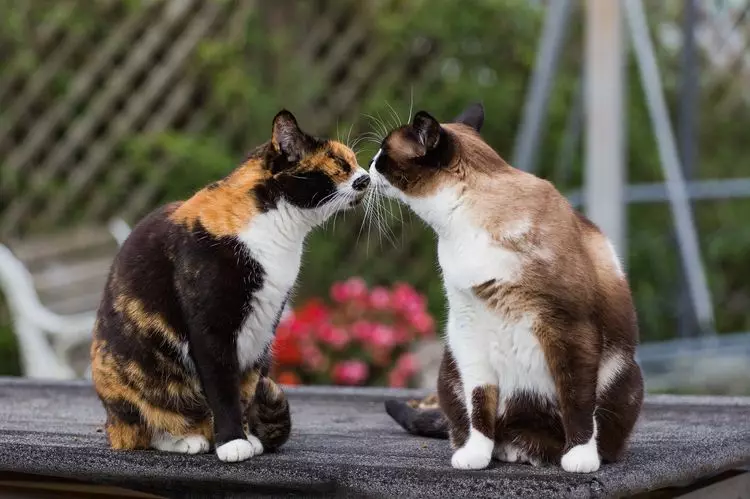 Twee katten snuffelen aan elkaar