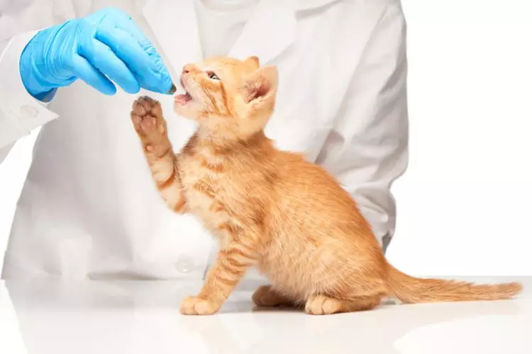 Ginger kitten krijgt een pil