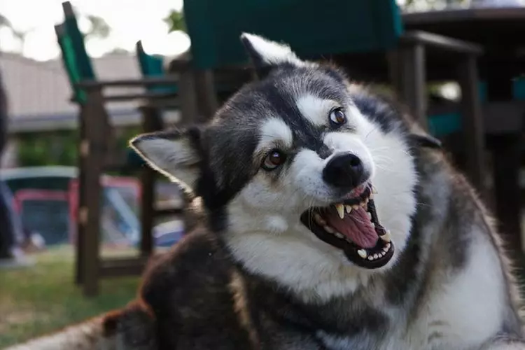 Sådan stopper du en hund fra at bide