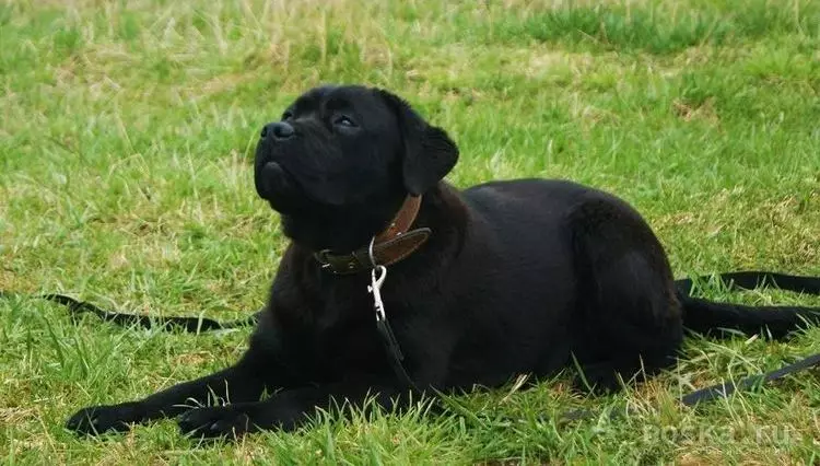 Formation de maître-chien