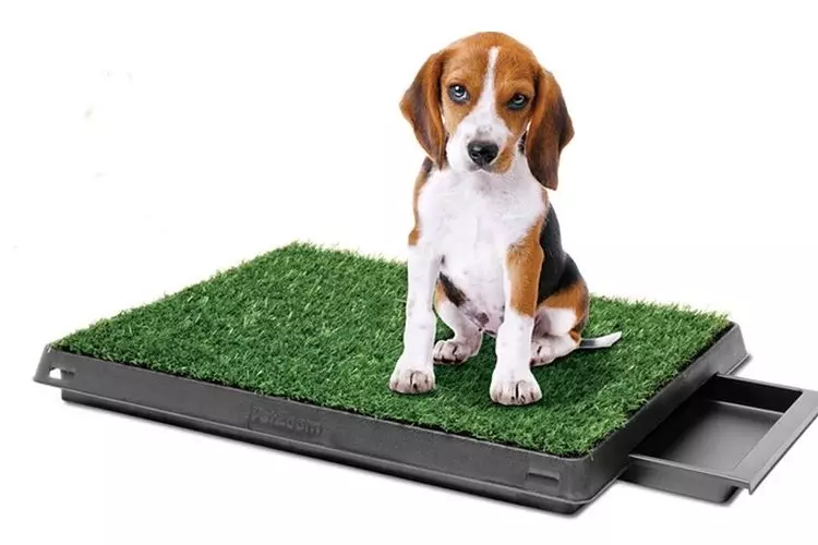 Beagle nga naglingkod sa usa ka tray