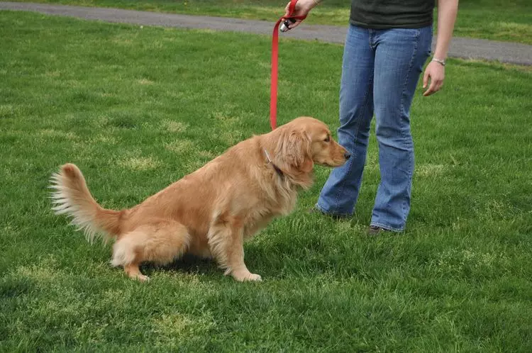 En vuxen hund går på toaletten på gatan