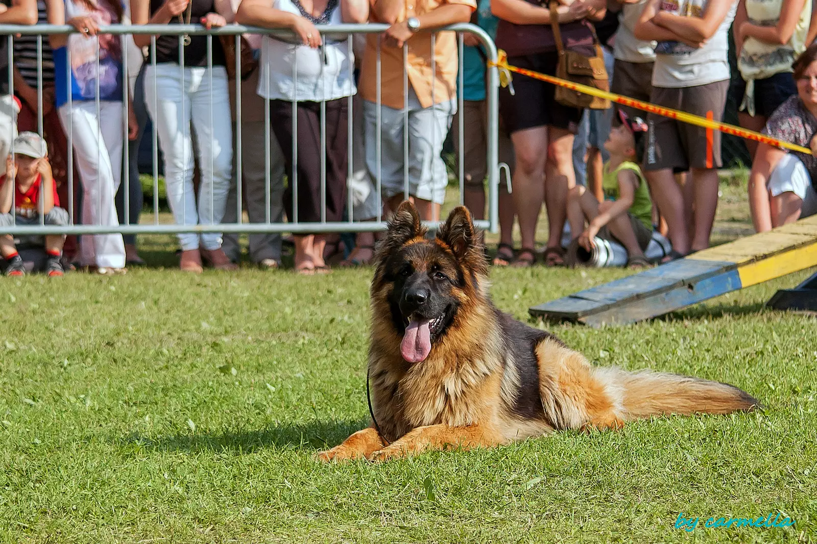 Shepherd dog on the grass