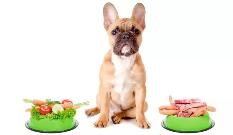 التغذية السليمة لكلبك